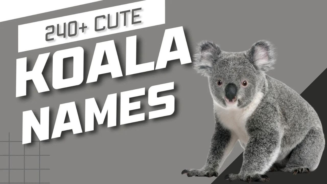 "Best Koala Names: Creative Ideas for Naming Your Furry Friend ...