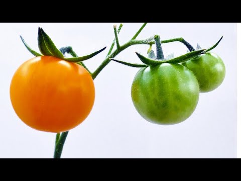 homemade tomato Slime with Surf Excel - YouTube