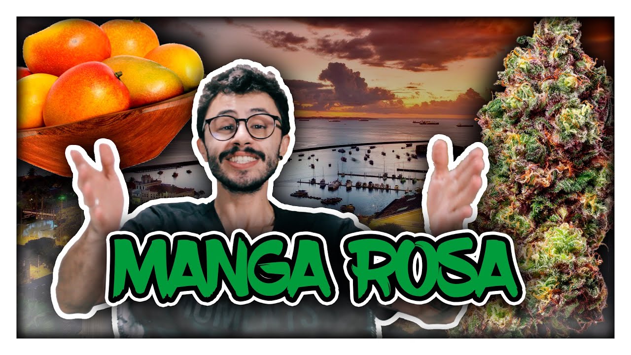MANGA ROSA: a strain brasileira, mais famosa pelo mundo!! - YouTube