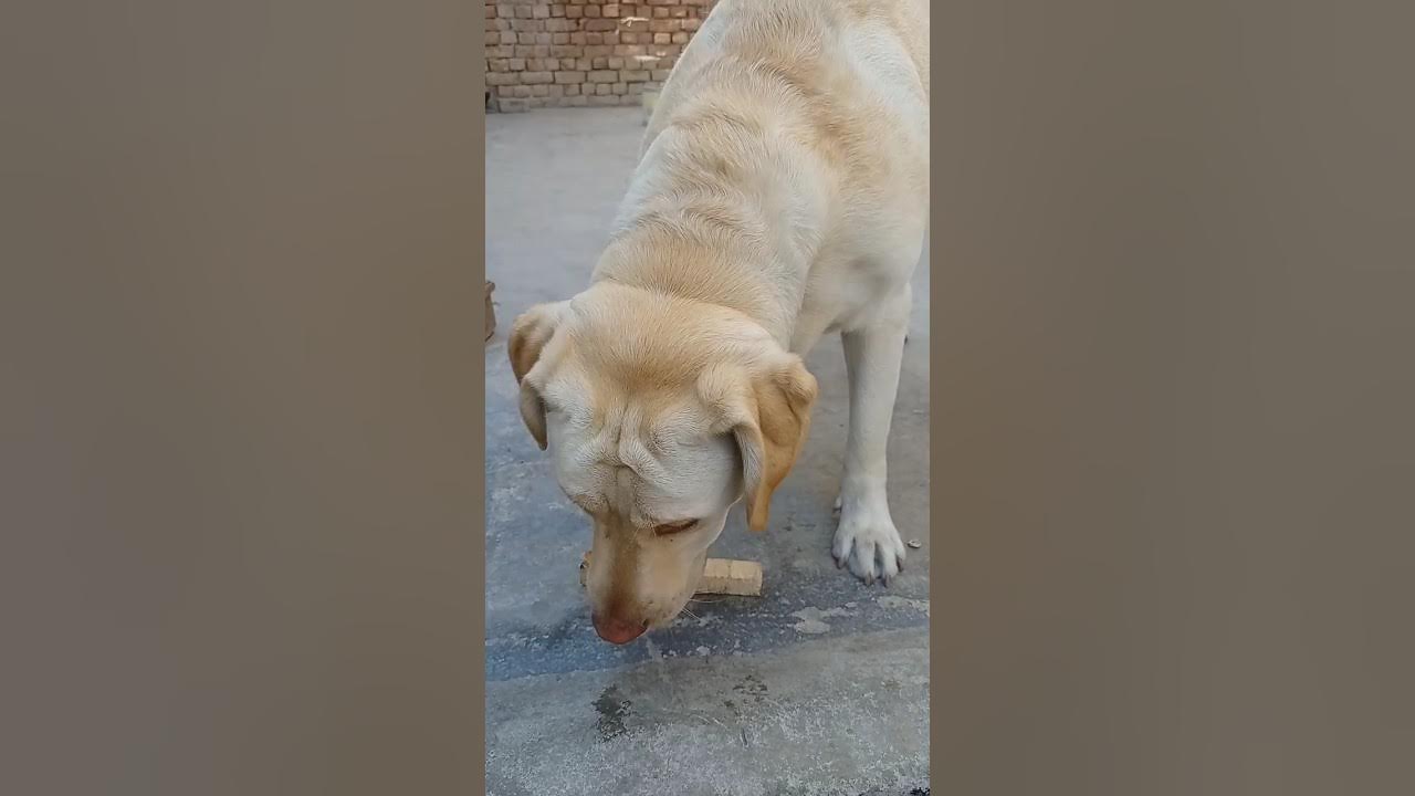 Labrador Roxy - YouTube
