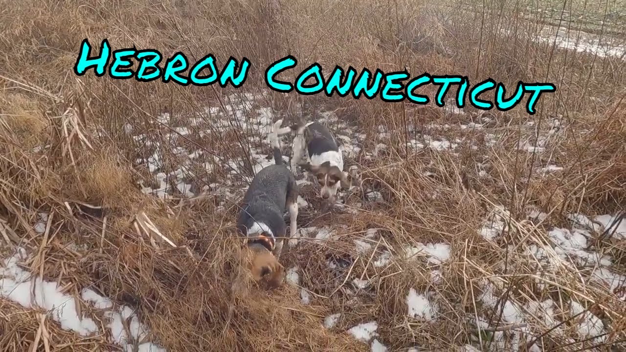 Hop Along On A Rabbit Hunt With The BS Beagle Club In Hebron Ct! - YouTube