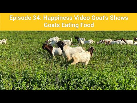 Episode 34: Happiness Video Goat's Shows Goats Eating Food Is Group ...