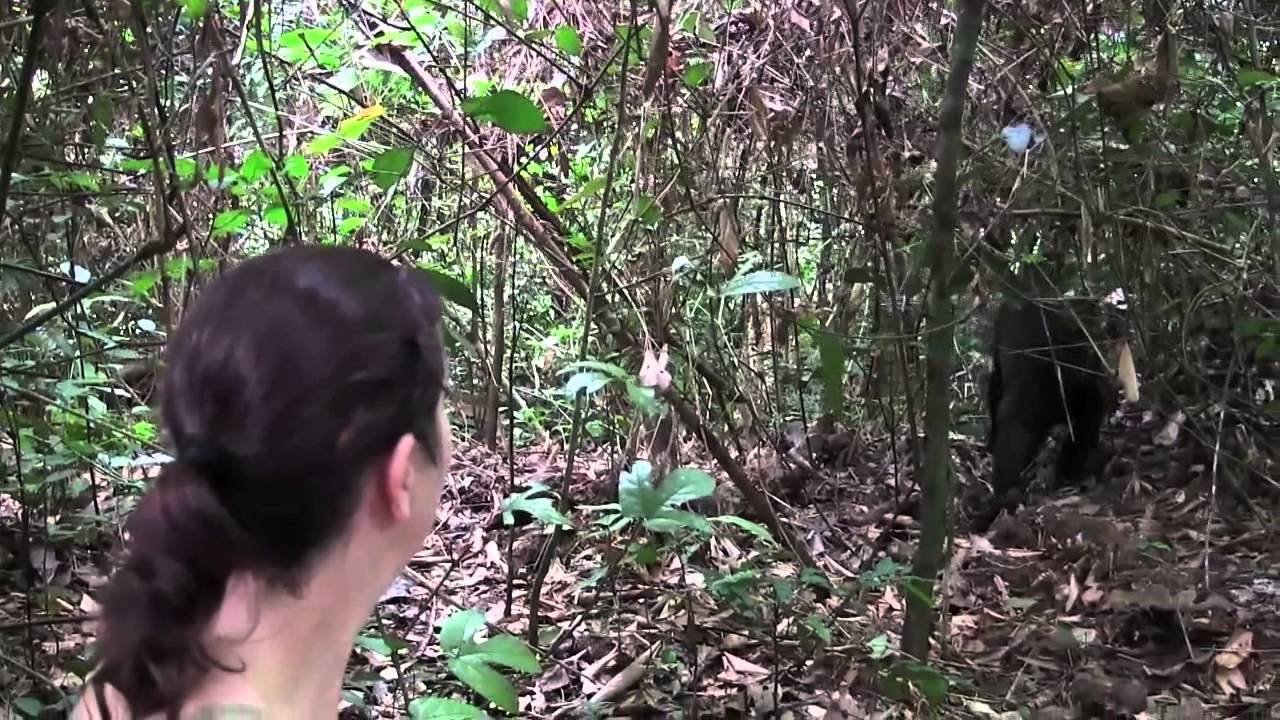 Makumba Gorilla Group - Central African Republic - YouTube