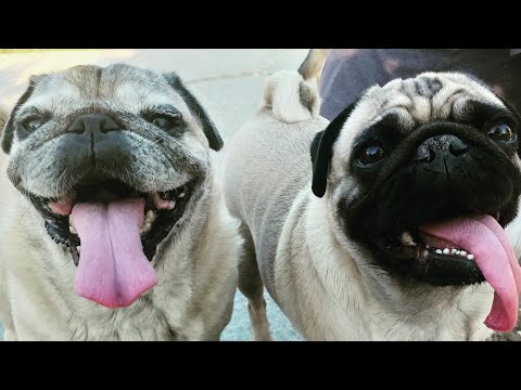 KÖPEK PARKINDA ROTWAILLER SÜRÜYÜ IZLIYOR, QUIN RUBYE BASKINLIK YAPINCA KADİFE KORUYOR.