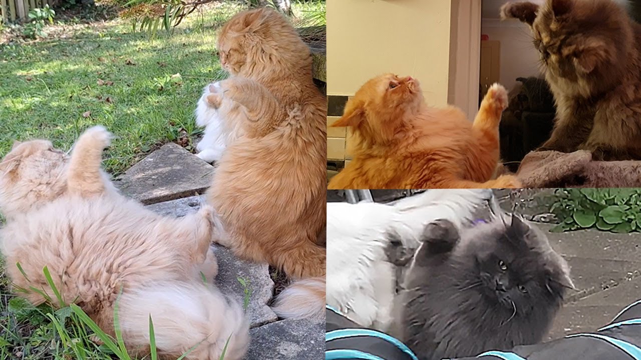 Sibling Cats Go Paw-to-Paw: Funniest Slap Fights Compilation! - YouTube