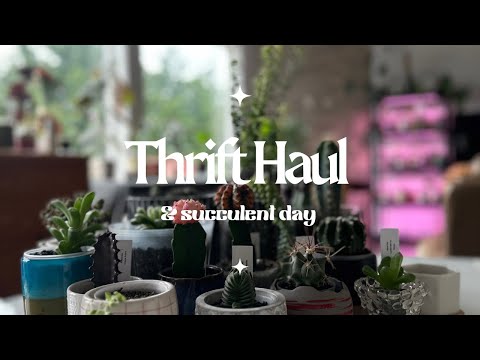 2 Hour Long Thrift Haul & Succulent Tour with Repot 🤍