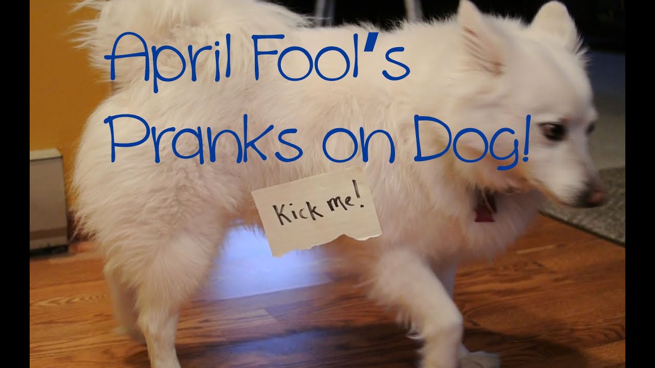 Pulling pranks on my dog for April Fool's day! - YouTube