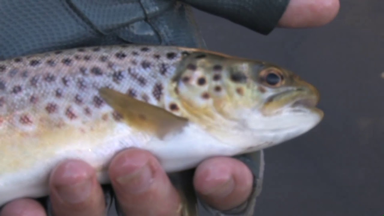 Gavin Hurley fly fishing on the Upper Mitta Mitta River... - YouTube