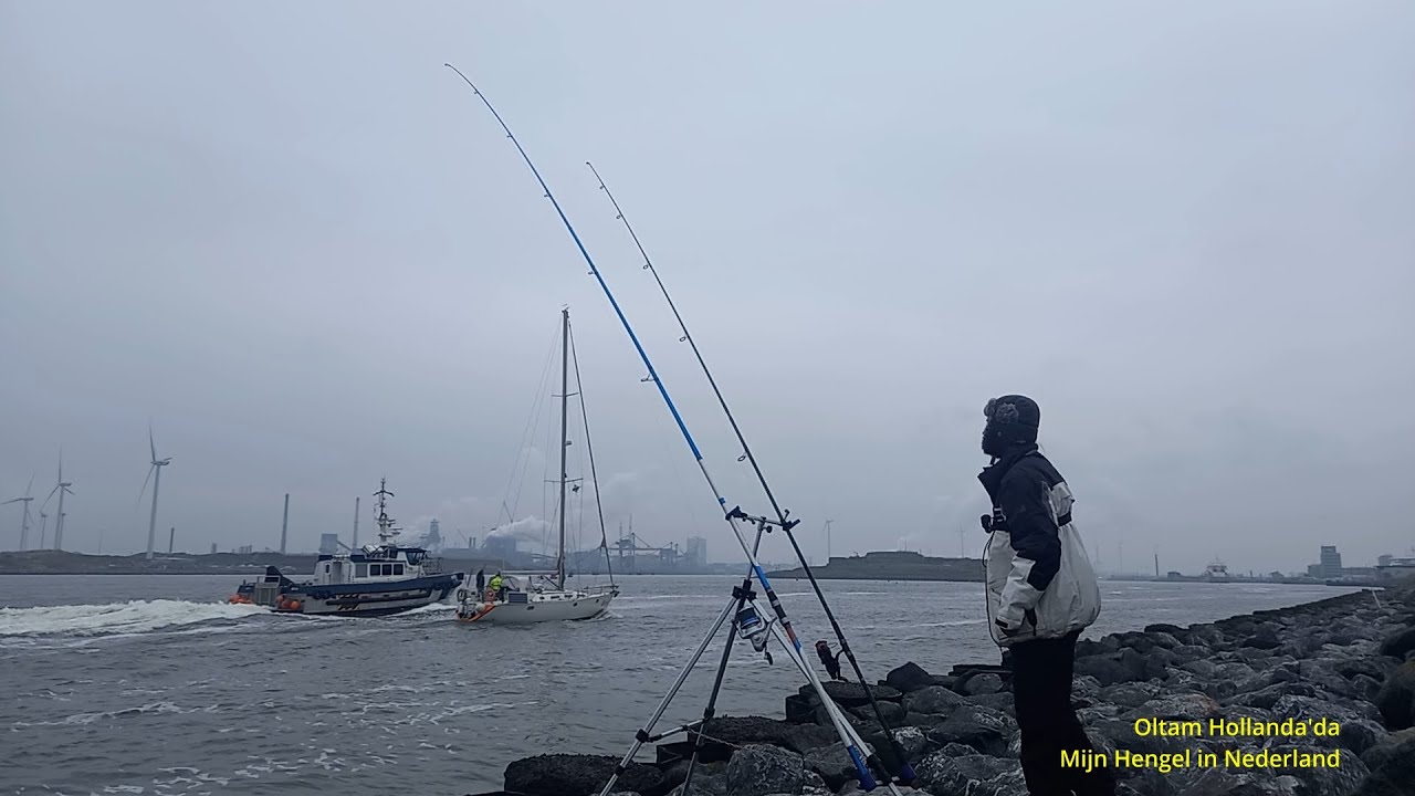 Schar Avı Schar Vissen ijmuiden - YouTube