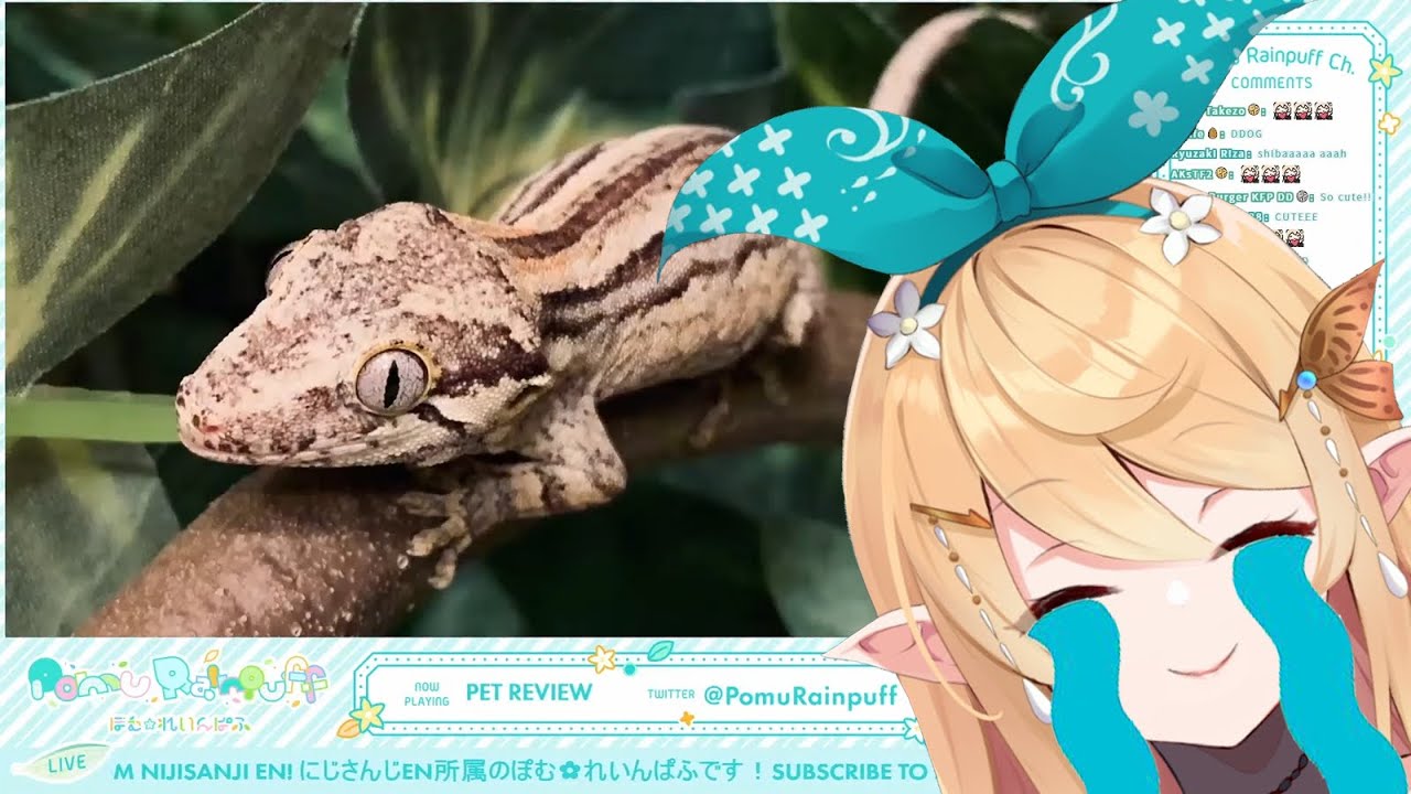 Pomu cries because she loves lizards so much, twice, one year apart ...