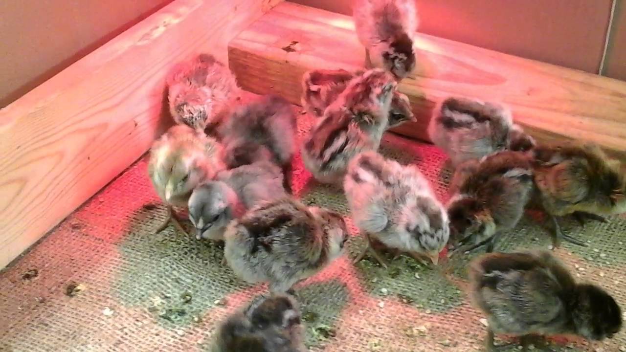 BANTAM EASTER EGGER CHICKS 2016 - YouTube