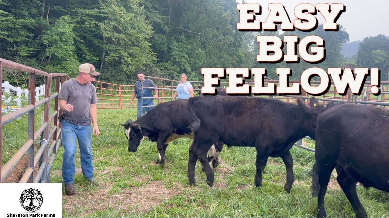 Beginners Try To Load Cattle! - YouTube