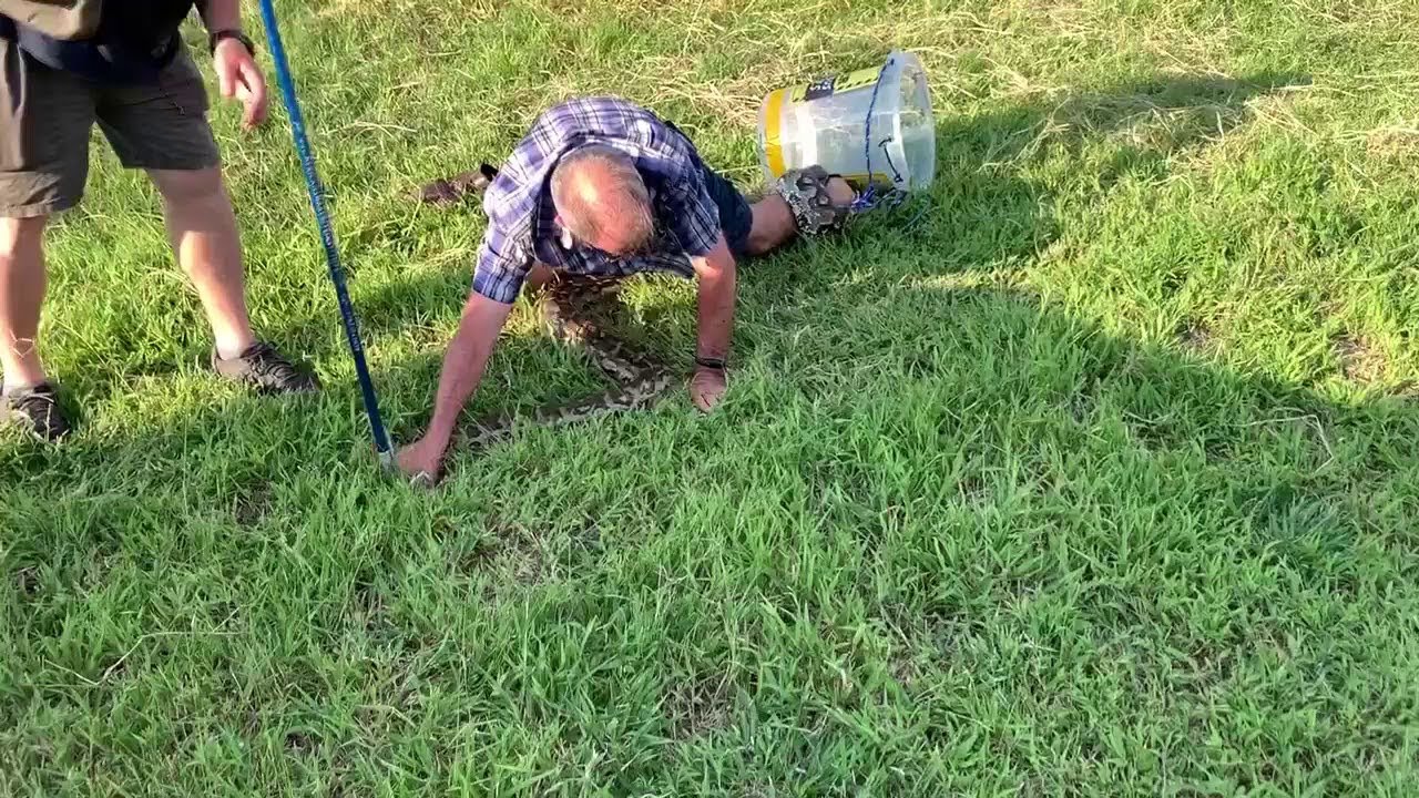 Southern African Python Strikes Handler || ViralHog - YouTube