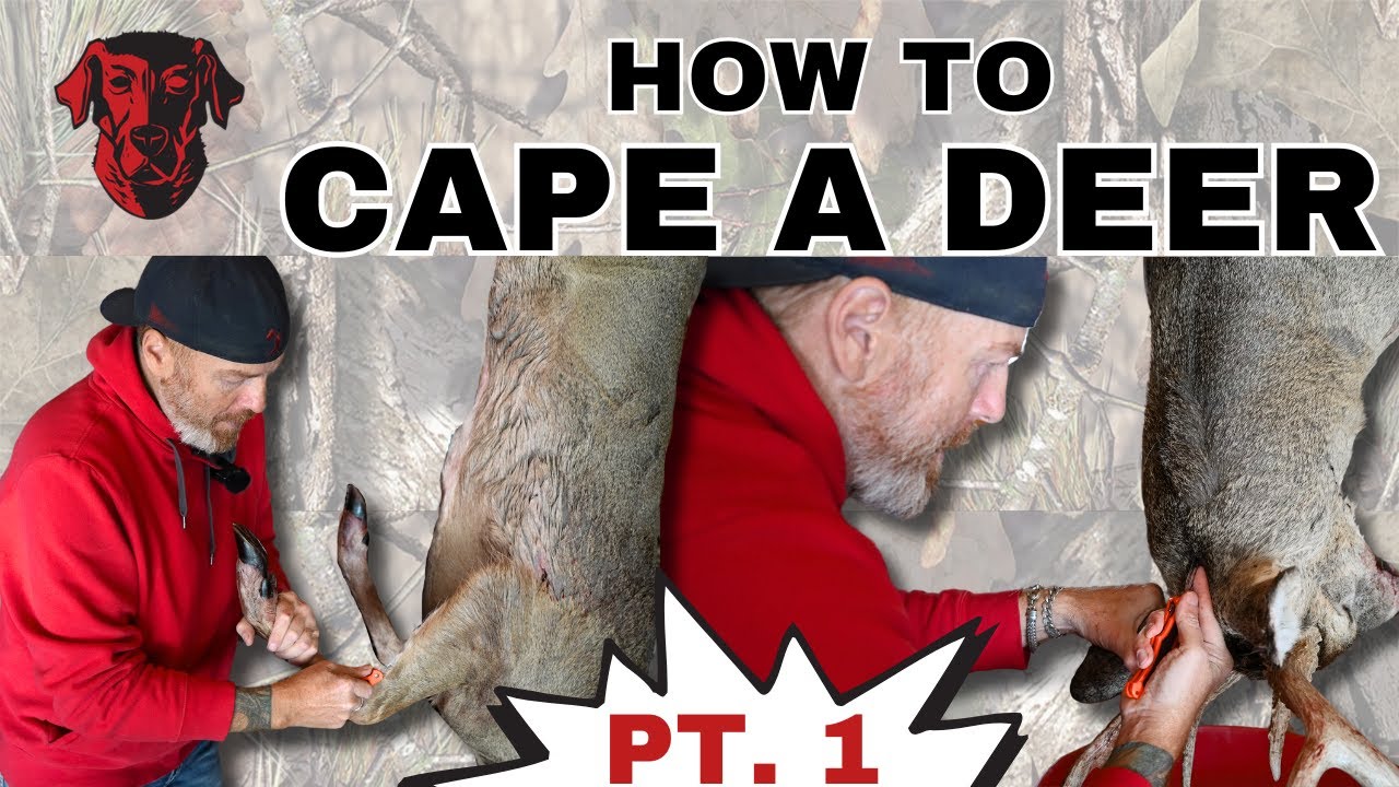 How to Cape a Deer PT. 1 - removing the hide from the carcass - YouTube