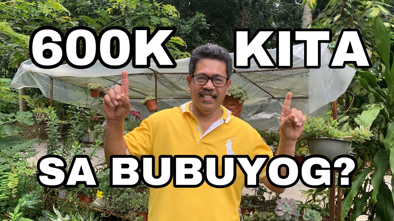 600 Thousand na Income sa Bubuyog? How is that Possible? Stingless ...