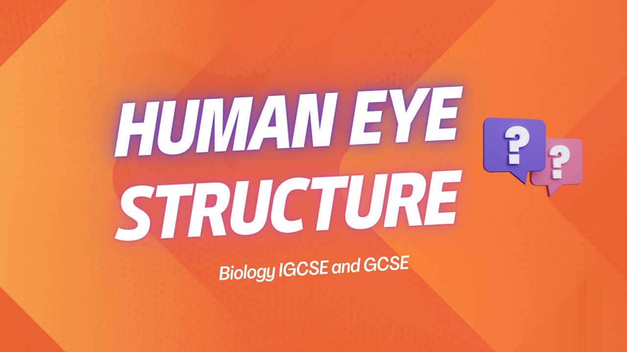 Human Eye Structure and function - YouTube