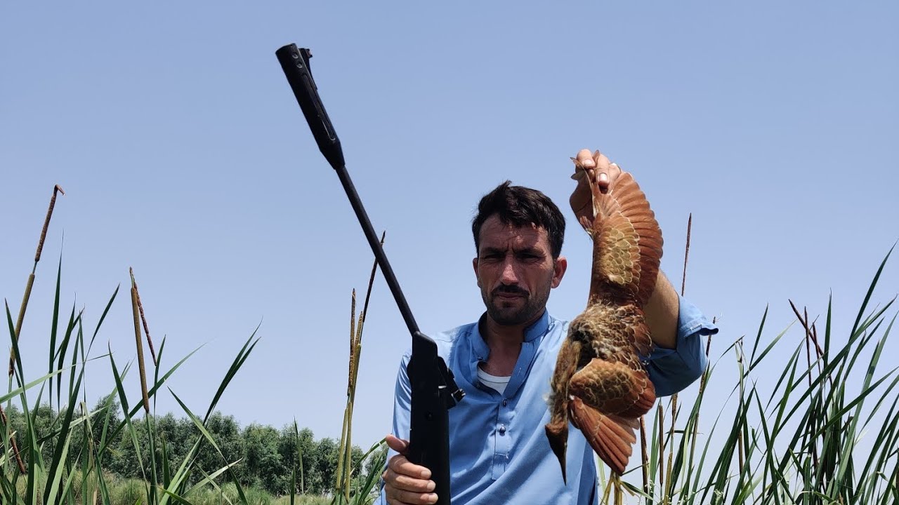 Amazing Hunting Kill Shots ( birds hunting with Springer airgun shadow ...