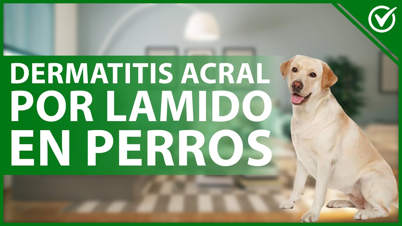 🐩 ¿Qué Ocasiona la Dermatitis Acral por Lamido en los Perros? - Causas ...