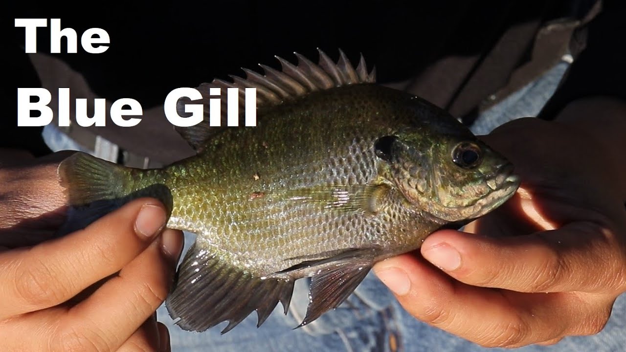 CATCHING EVERY SINGLE Species Of FISH In ARIZONA | Part 3: The Blue ...