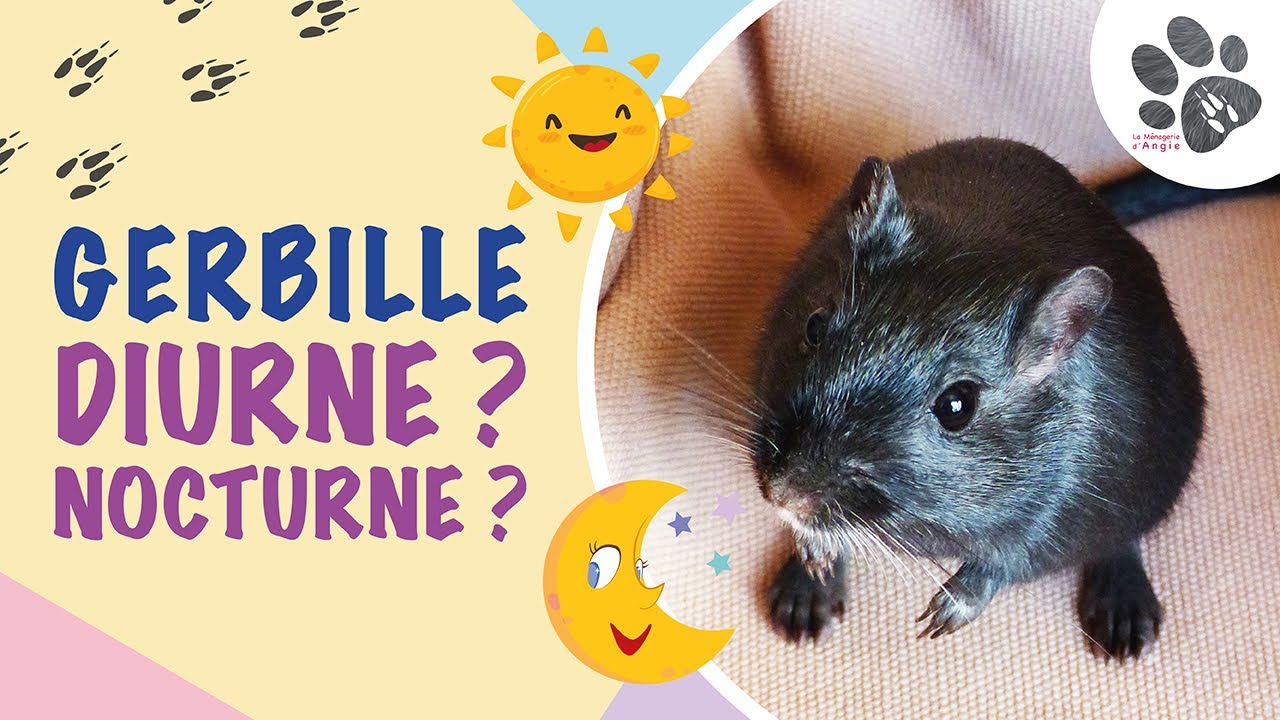 Quand Dort La Gerbille ? Rongeur Nocturne ou Diurne ? Périodes d ...