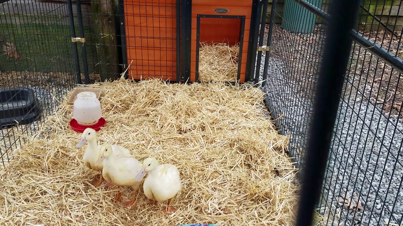 Duck Move-Day - YouTube