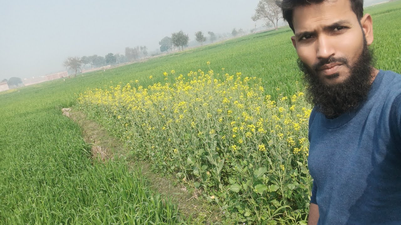 sarso सरसों lahi ki kheti - YouTube