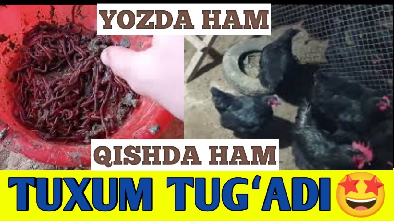 TOVUQLARNI TUXUM TUGʻISHIGA USULLAR🥚 SINALGAN, SAMARALI USULLAR ...