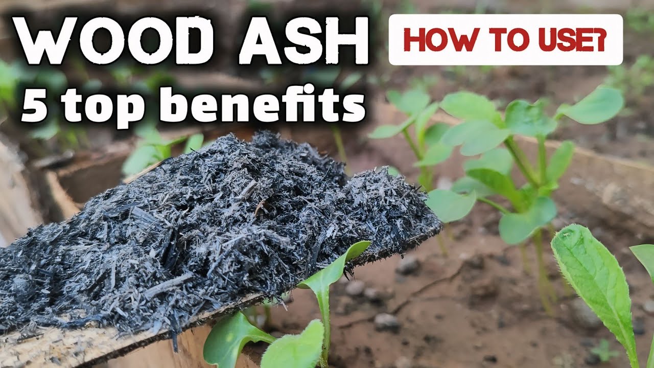 using wood ash in vegetable garden/ 5 top benefits of ash in your ...