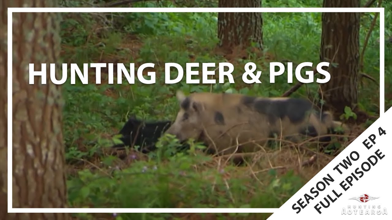 Hunting Aotearoa S02EP04 - Hunting Deer & Pig - YouTube