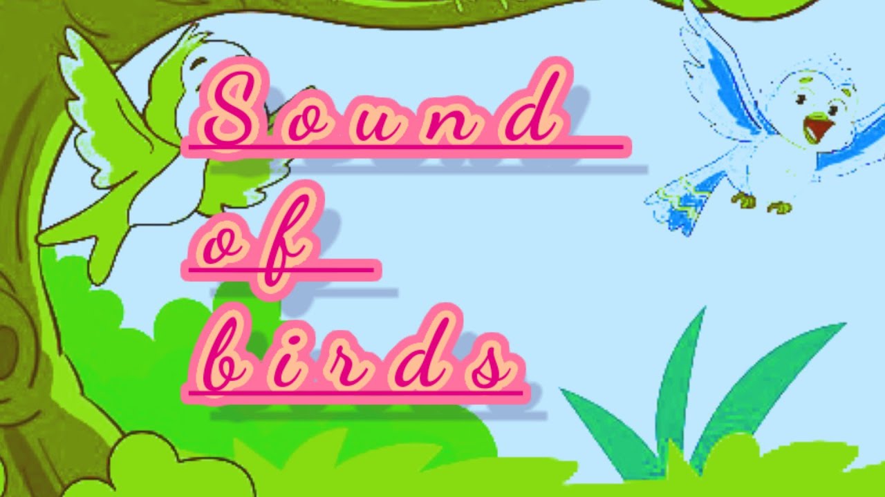 Birds sounds for preschool / Birds sound for kindergarten /Birds sound ...