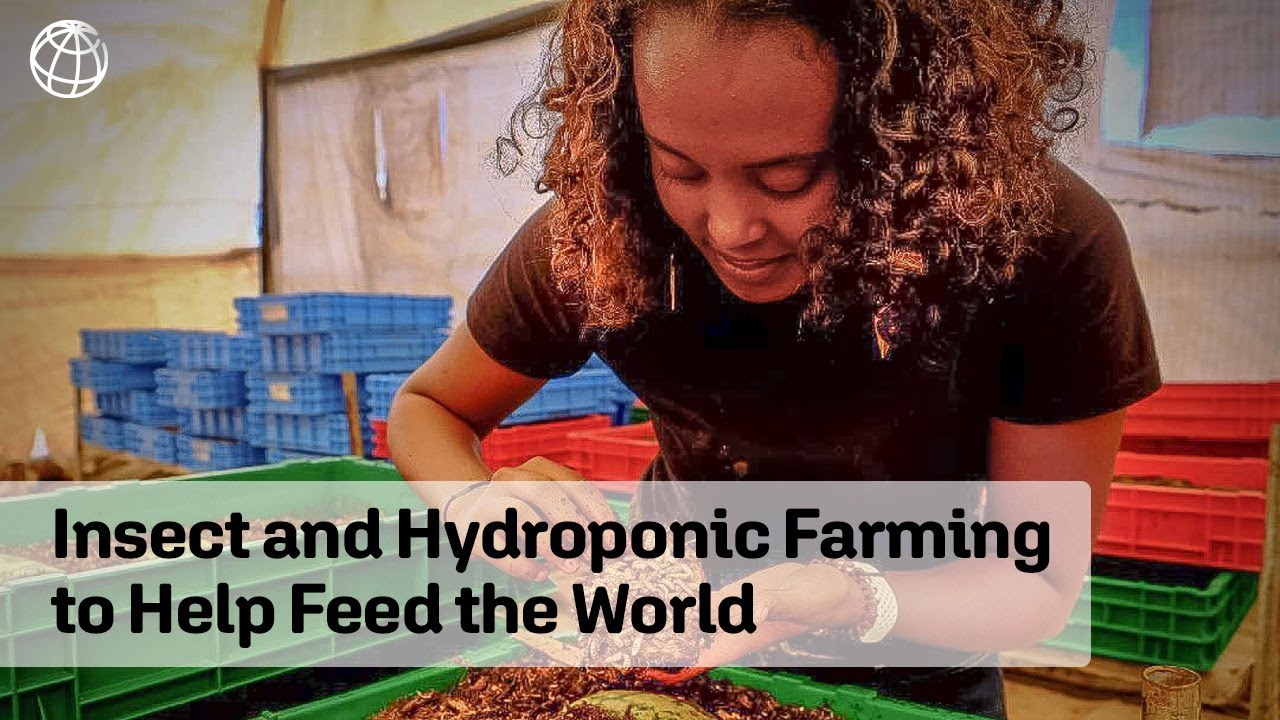 Circular Food Economy: Insect and Hydroponic Farming to Help Feed the ...