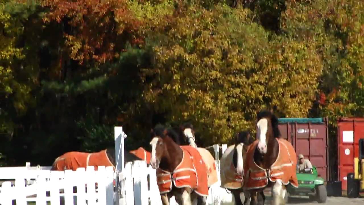 Hallamore Clydesdales - YouTube