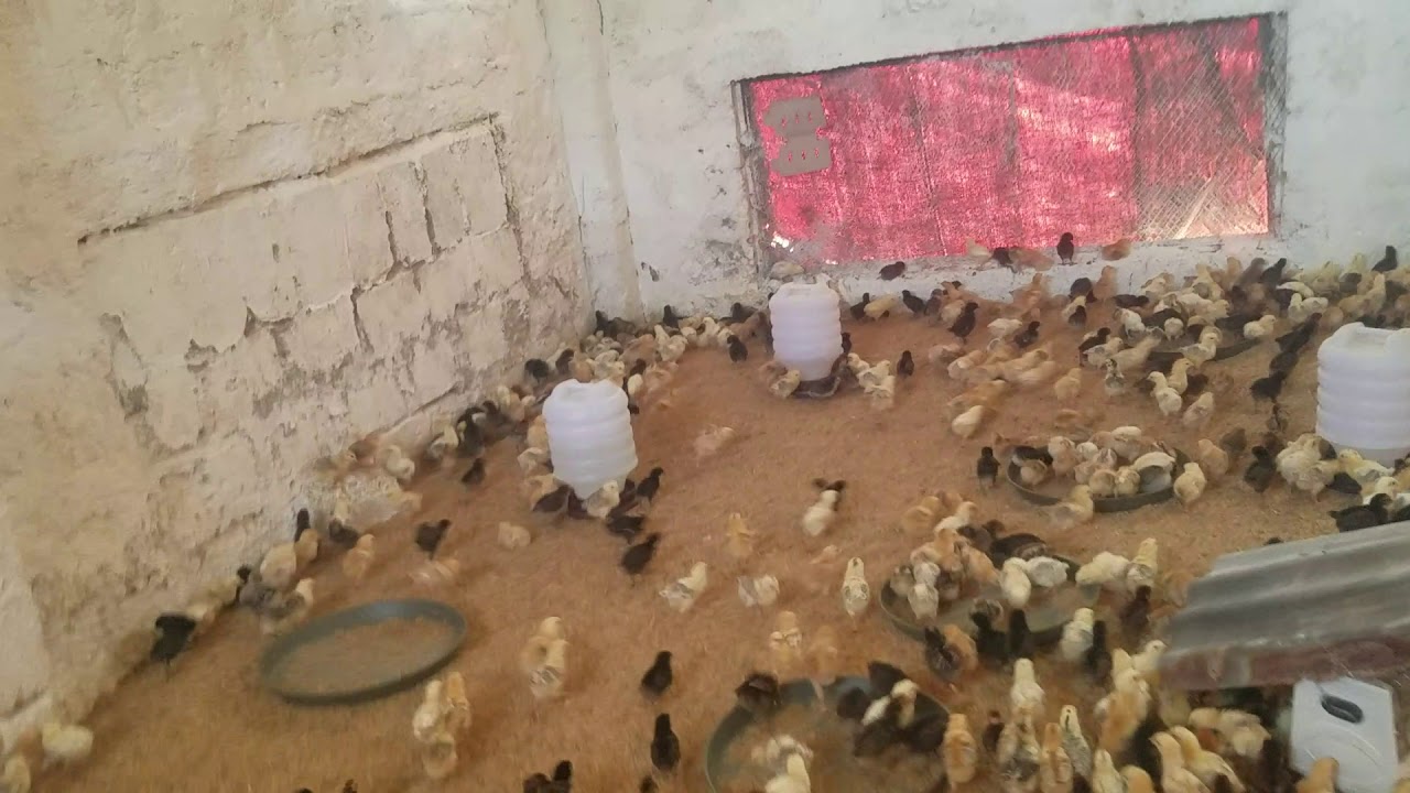 Golden Misri Day 7 / desi murgi or silver chaina - YouTube