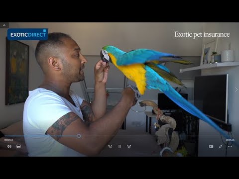 How to teach a parrot to step up and recall. An in-depth guide. - YouTube