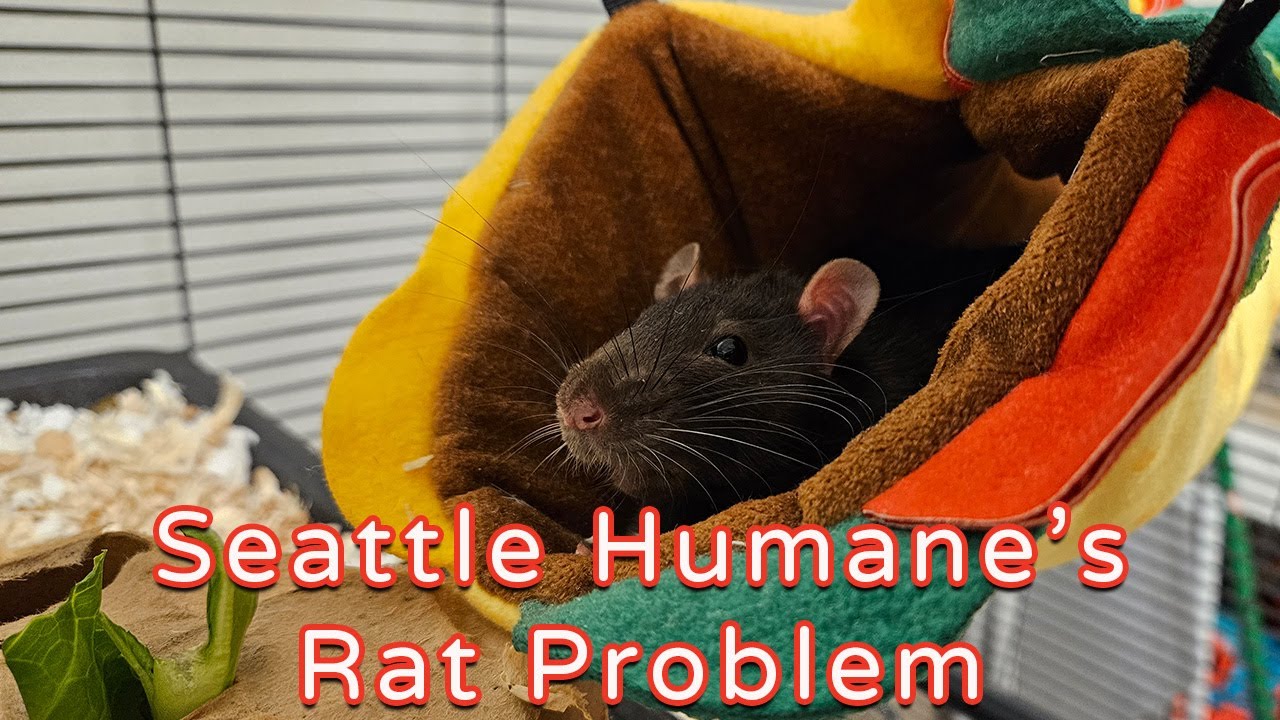 Seattle Humane's Rat Problem - YouTube