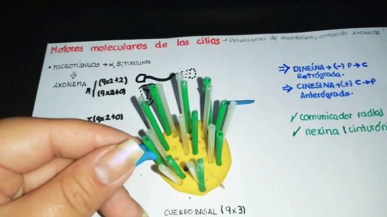 Movimiento ciliar - YouTube