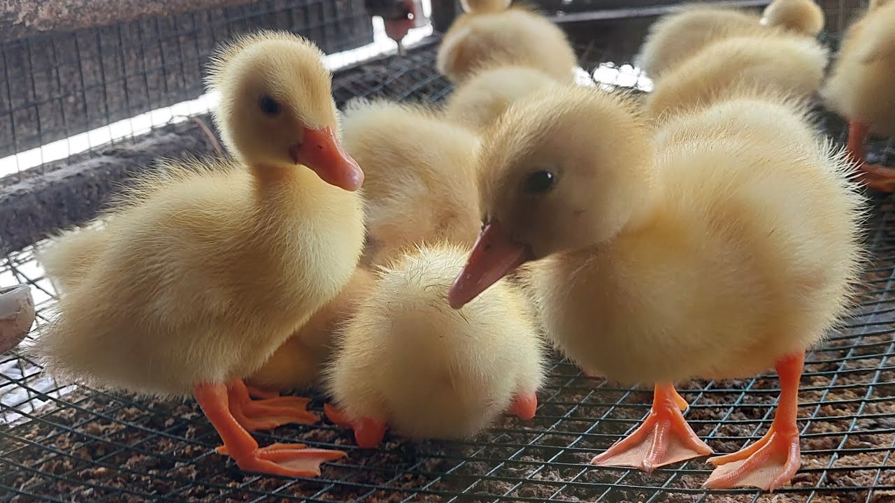 Anak Bebek Lucu, Funny Baby Duck, Lagu Potong Bebek Angsa, Colorful ...