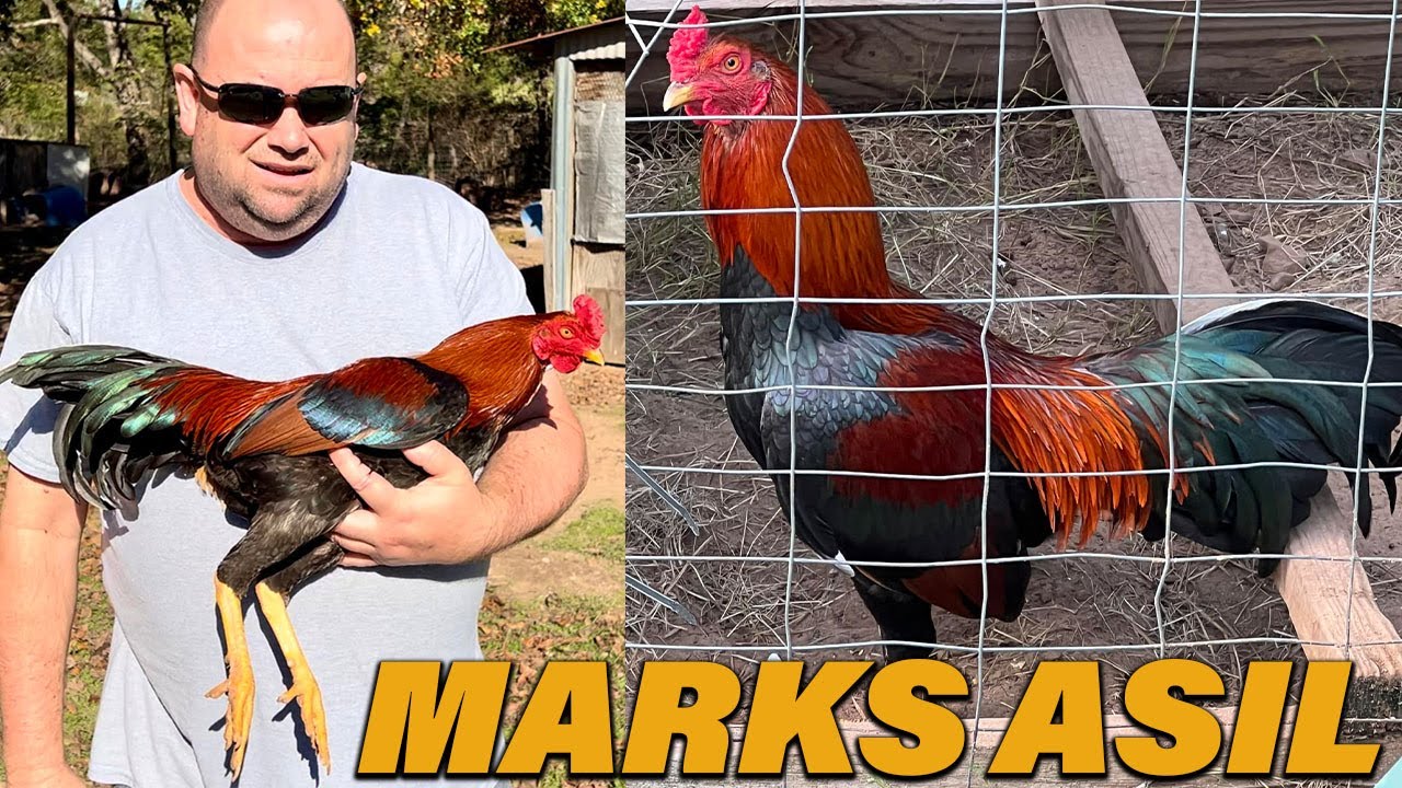 Texas Marks Asil John Anthony Marks Mugs Farm Beautiful Birds in Palestine Texas - YouTube