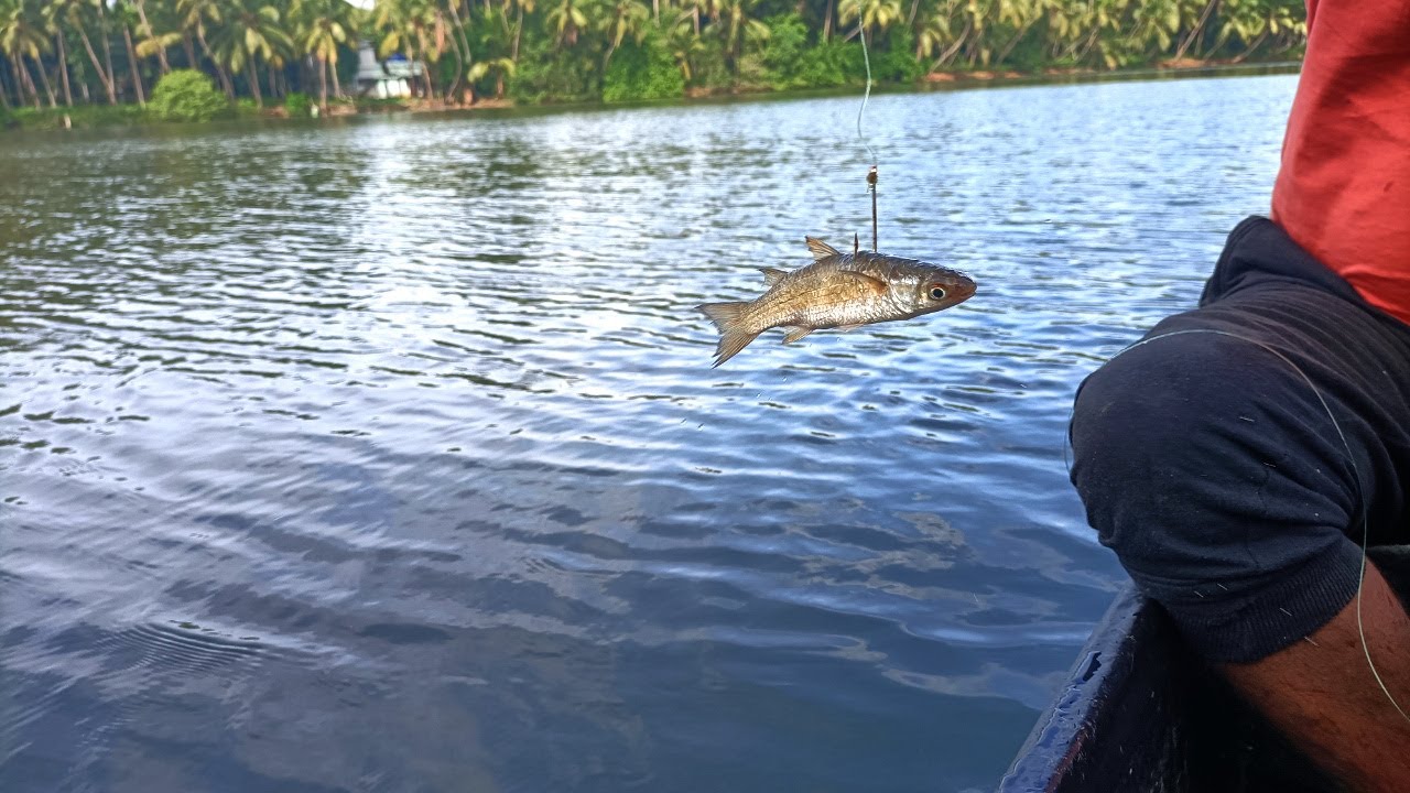 Live Bit Fishing in kerala River🎣ജീവനുള്ള കണബ്ഇട്ട് മീൻപിടുത്തം🎣 ...