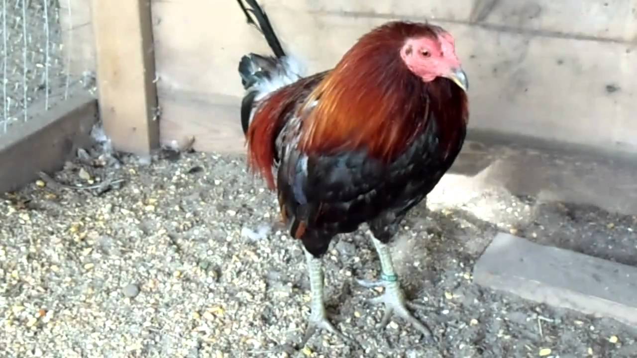 gallo hatch - YouTube