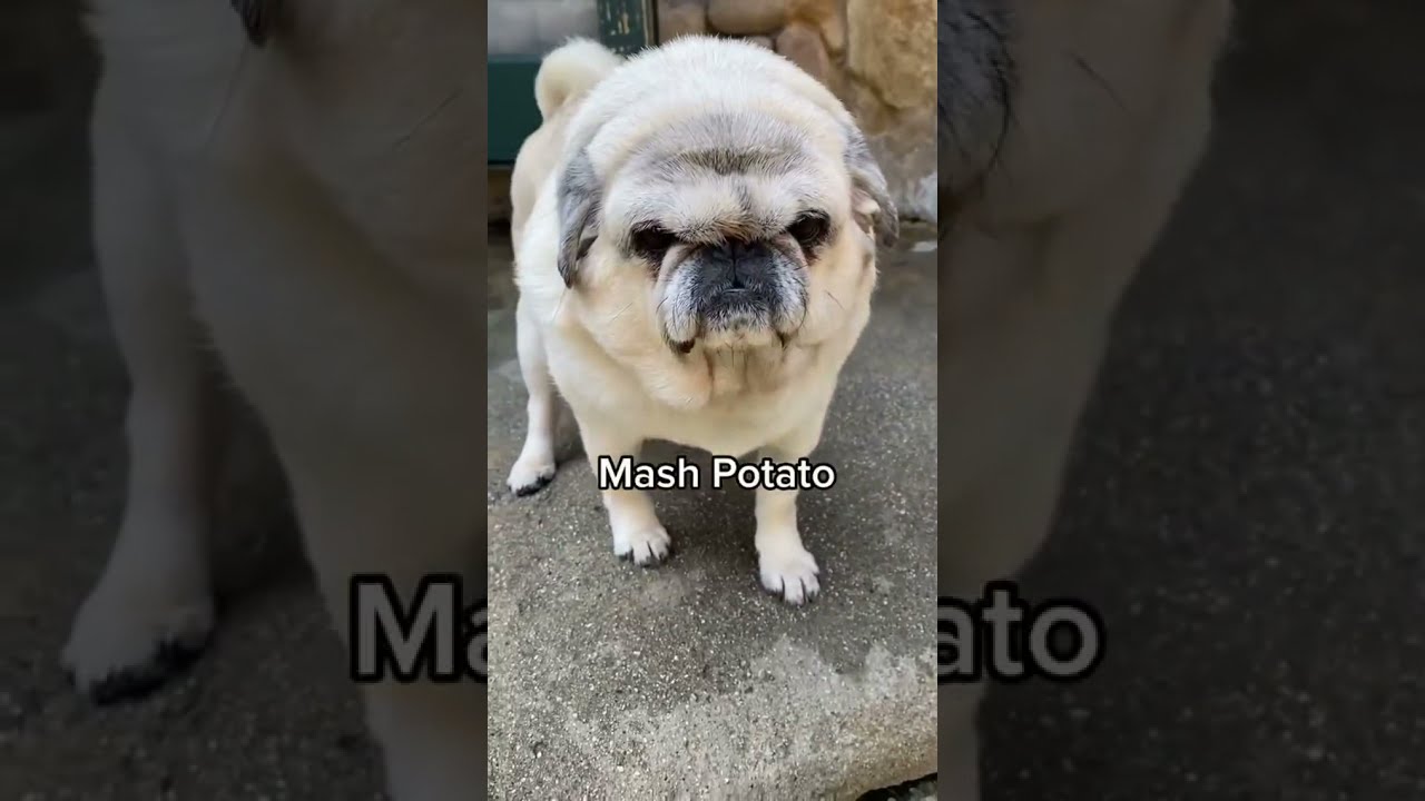 Can You Give A Dog Mashed Potatoes