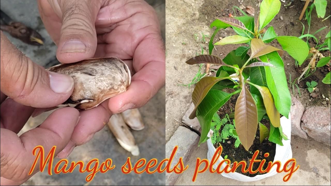 Growing Mango Tree From Seed Time Lapse| How To Germinate Mango Seeds| Mango Seeds Planting ...