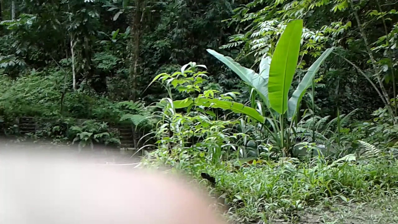 Montillano-Inas Falls Lambunao(30) - YouTube