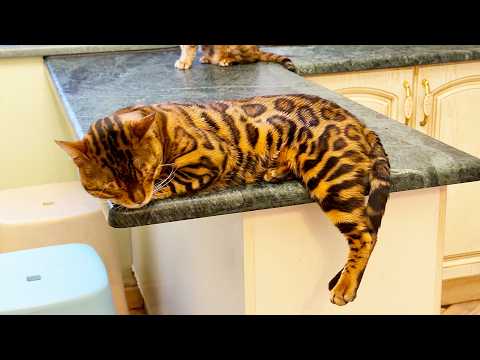 Leopold the Cat realized that he had eaten too much meat. Кот  понял, что съел слишком много мяса.