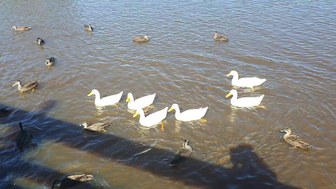 May mga bibe na lumalagoy.... - YouTube