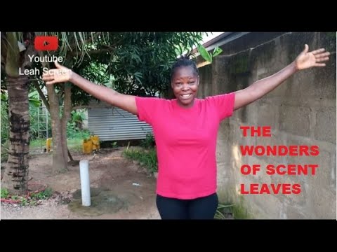 The Amazing Health Benefits of Scent Leaves (Ocimum gratissimum) clover basil; East Indian basil
