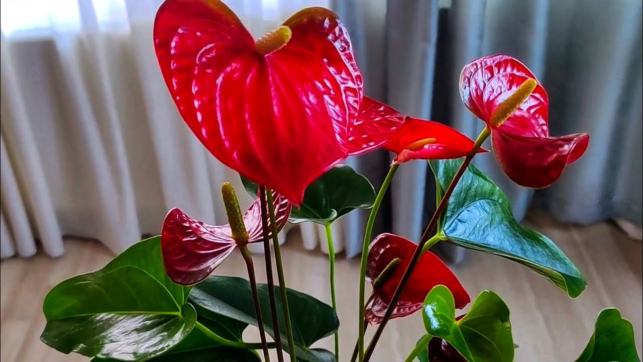 Cum îngrijim Anthurium-Floarea flamingo ? - YouTube