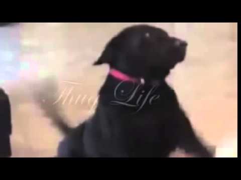 Thug Life Birthday Dog | Dog Celebrates his birthday ( thug life ) | Best Thug Life Vine