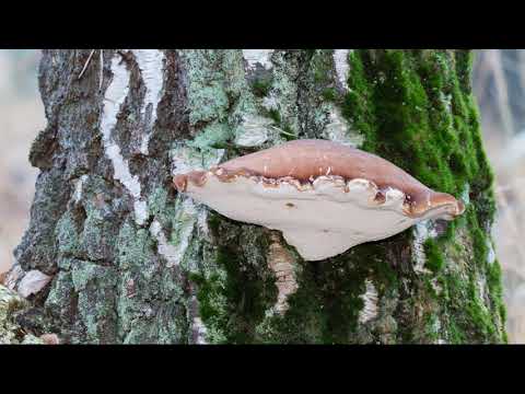 Piptoporus betulinus