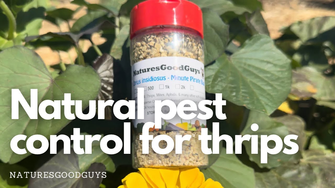 GOODBYE THRIPS! Easy, pesticide-free method for thrip control - YouTube